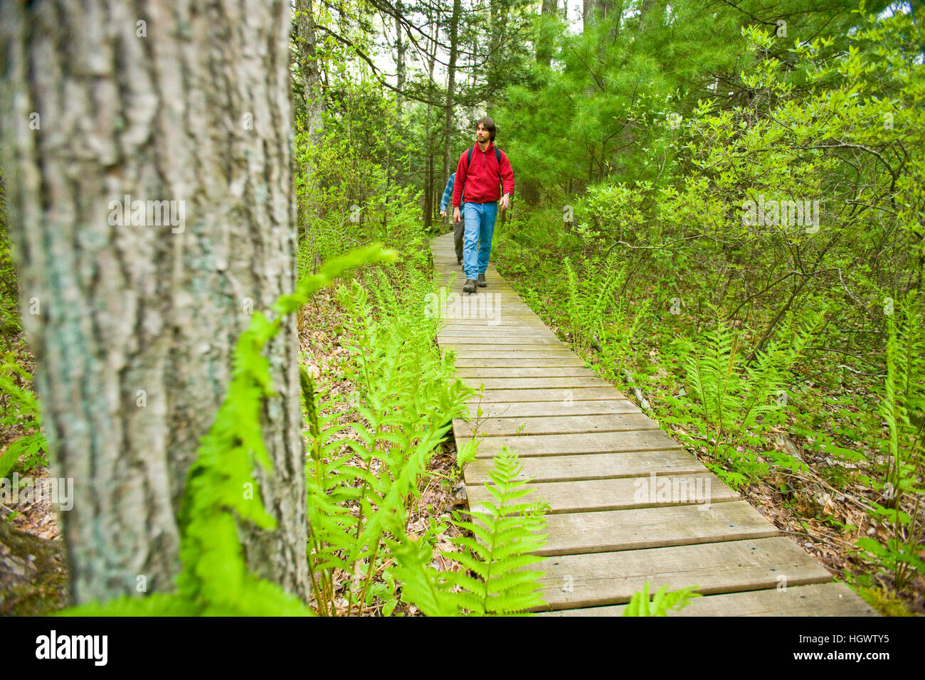 Ferns unfurl next to a boardwalk at the Willowbrook Farm Preserve in ...