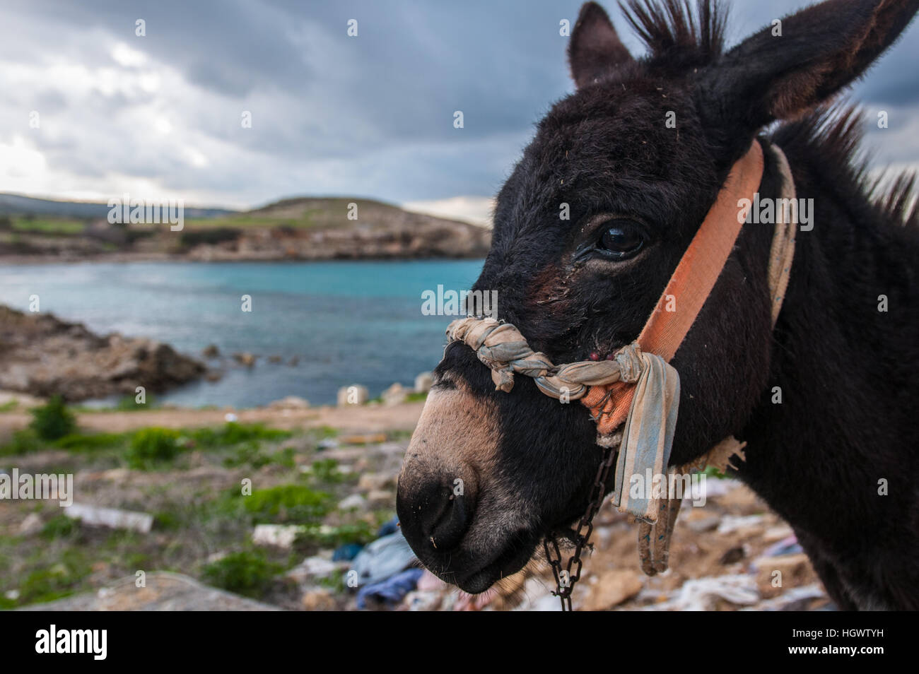 A donkey on the coast of Karpaz, in Northern Cyprus Stock Photo - Alamy