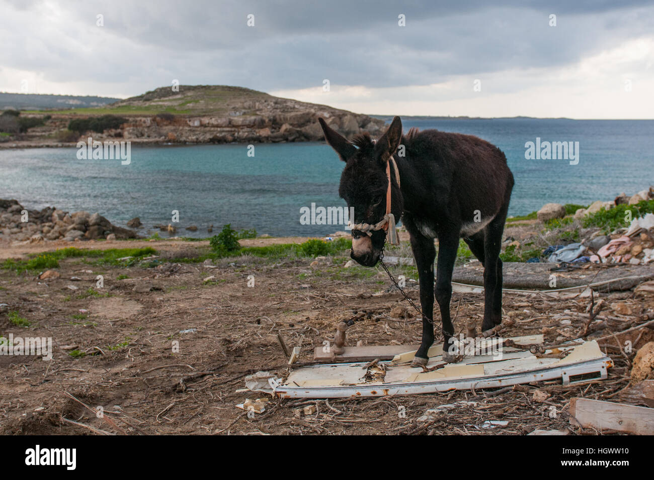 A donkey on the coast of Karpaz, in Northern Cyprus Stock Photo - Alamy