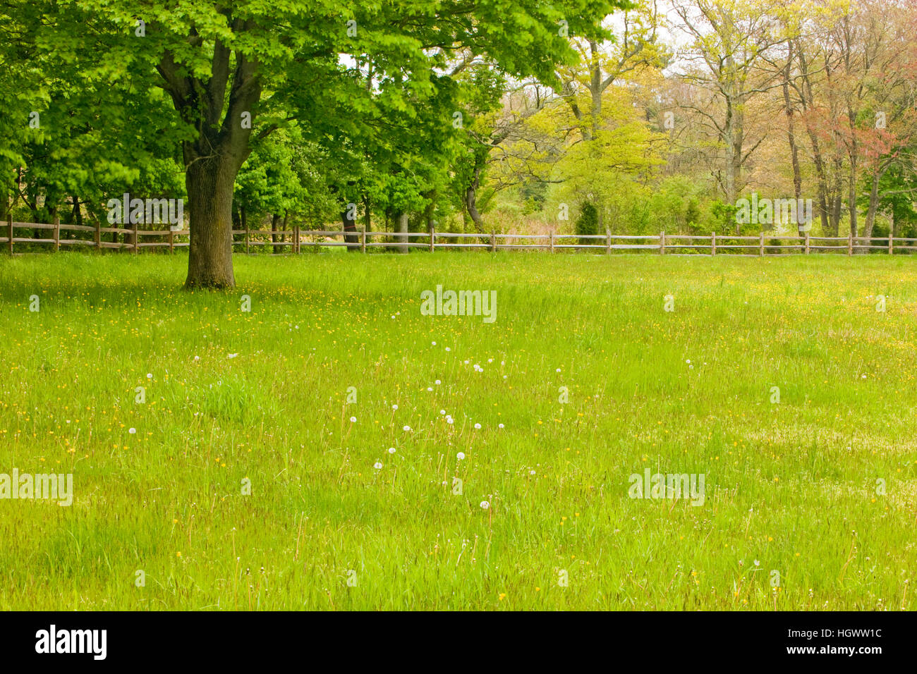 Buttercups bloom in a pasture at the O'Neil farm in Pembroke ...