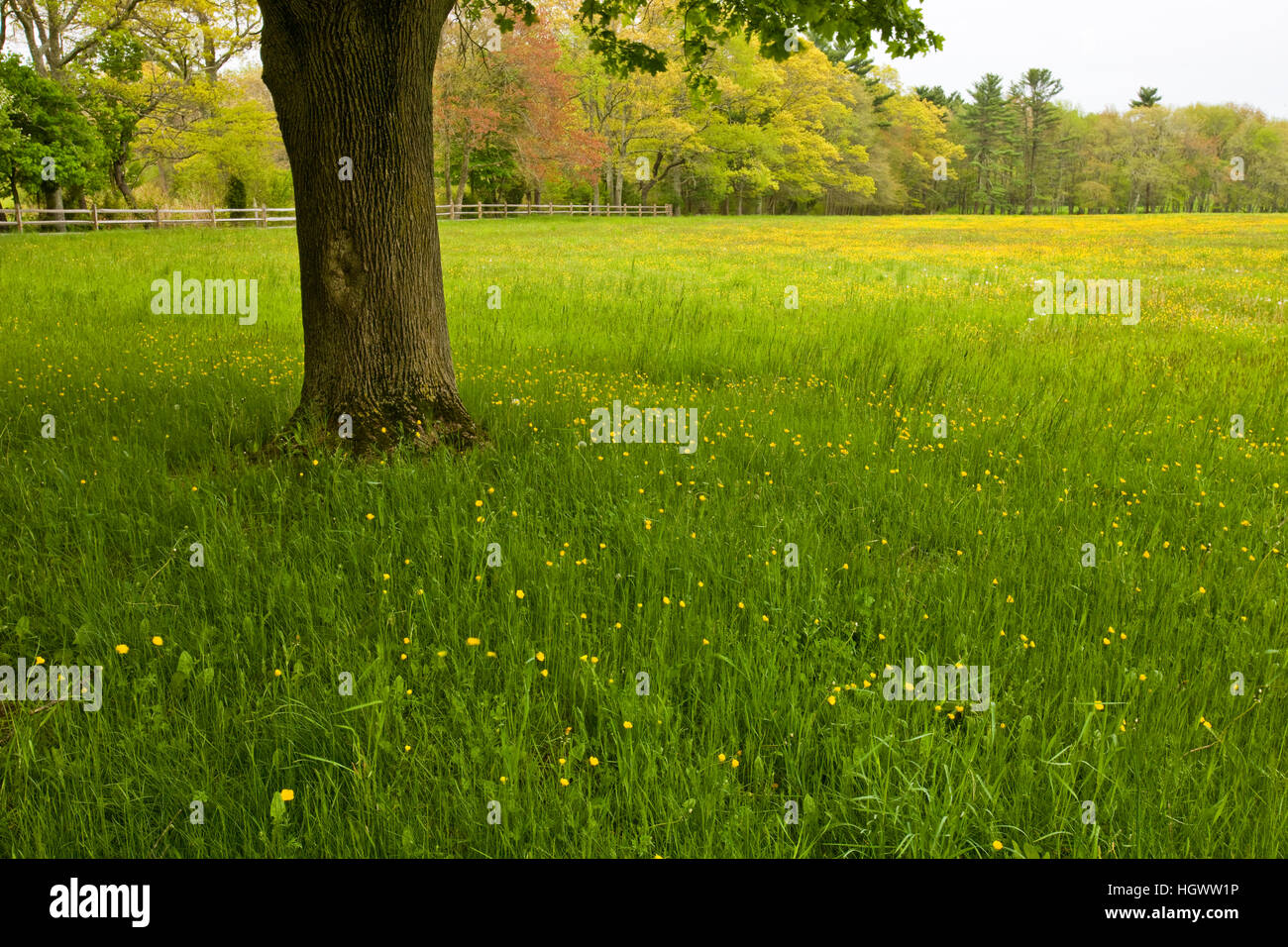 Buttercups bloom in a pasture at the O'Neil farm in Pembroke ...