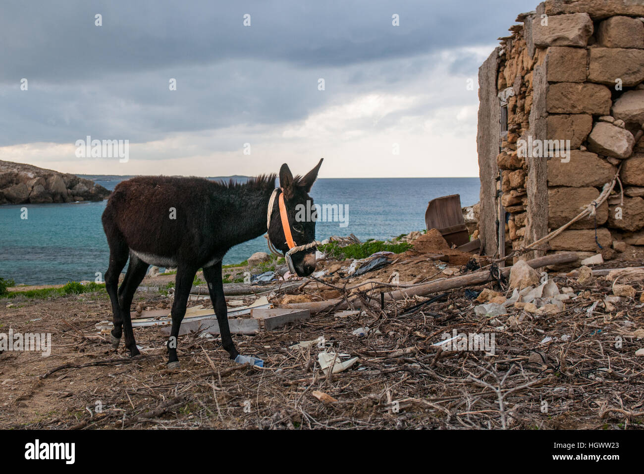 A donkey on the coast of Karpaz, in Northern Cyprus Stock Photo - Alamy