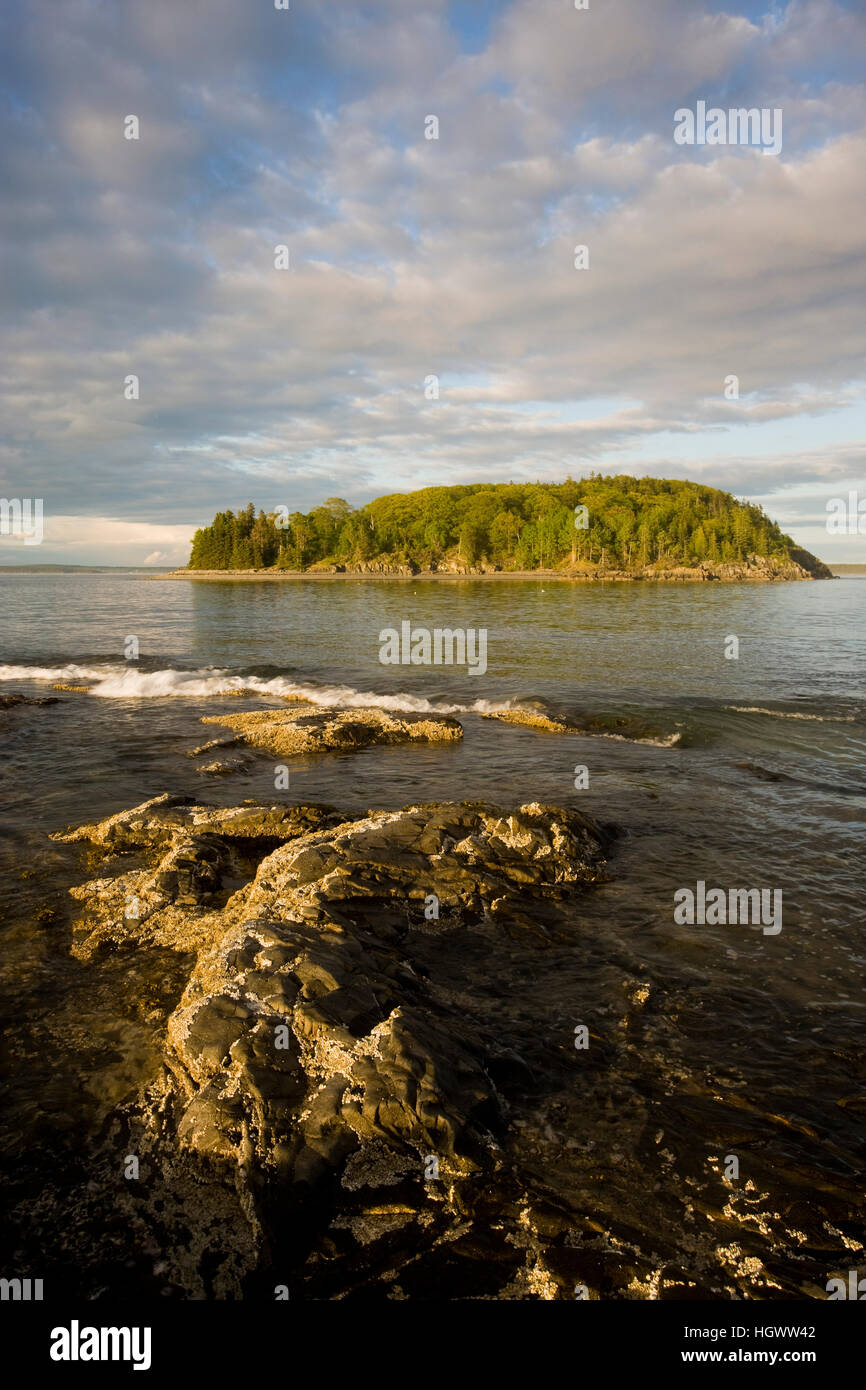 Sheep Porcupine Island in Maine's Acadia National Park. Bar Harbor ...