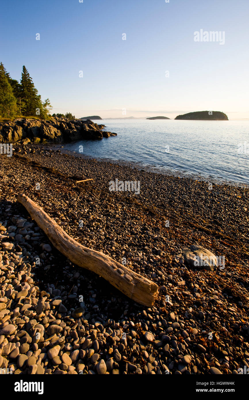 Driftwood on a cobble stone beach at Dorr Point in Maine's Acadia ...