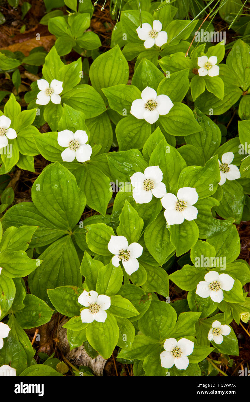 Blooming Bunchberry, Cornus canadensis, in Ellsworth, Maine Stock Photo ...