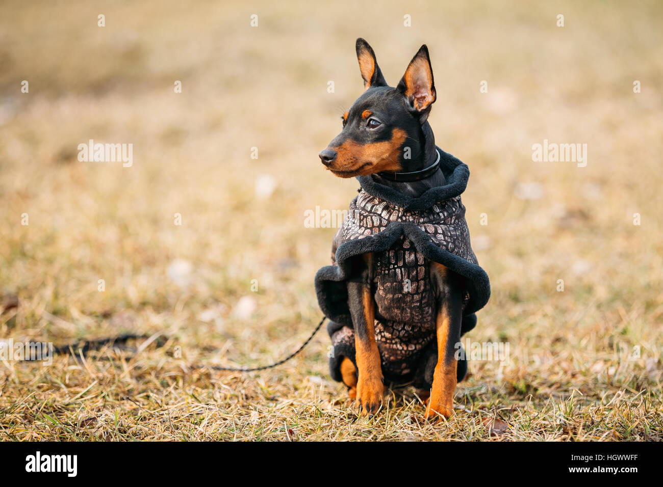 Young Black Miniature Pinscher Pincher Stock Photo - Alamy
