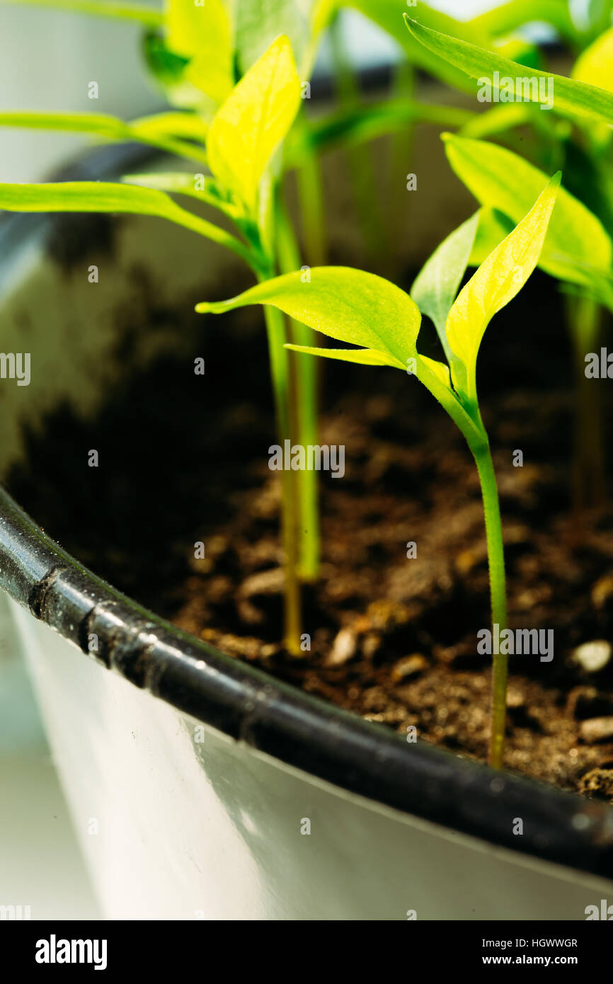 Green Sprout With Leaf, Leaves Growing. Spring Concept Of New Life ...