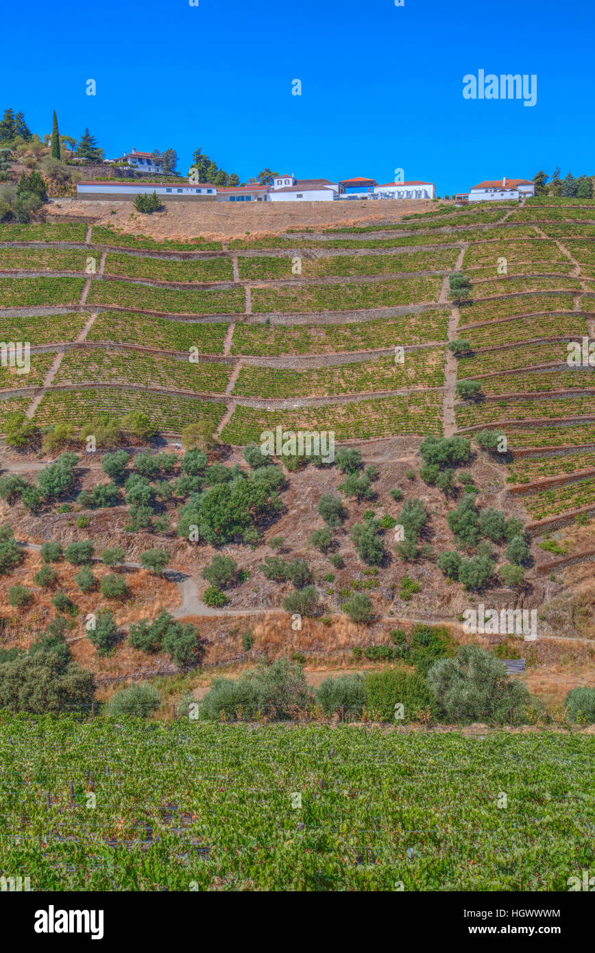 Vineyards, Quinta do Crasto, Alto Douro Wine Valley, UNESCO World ...