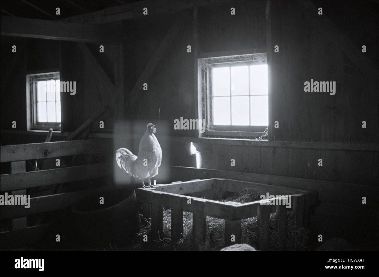 Rooster crows in barn Stock Photo - Alamy