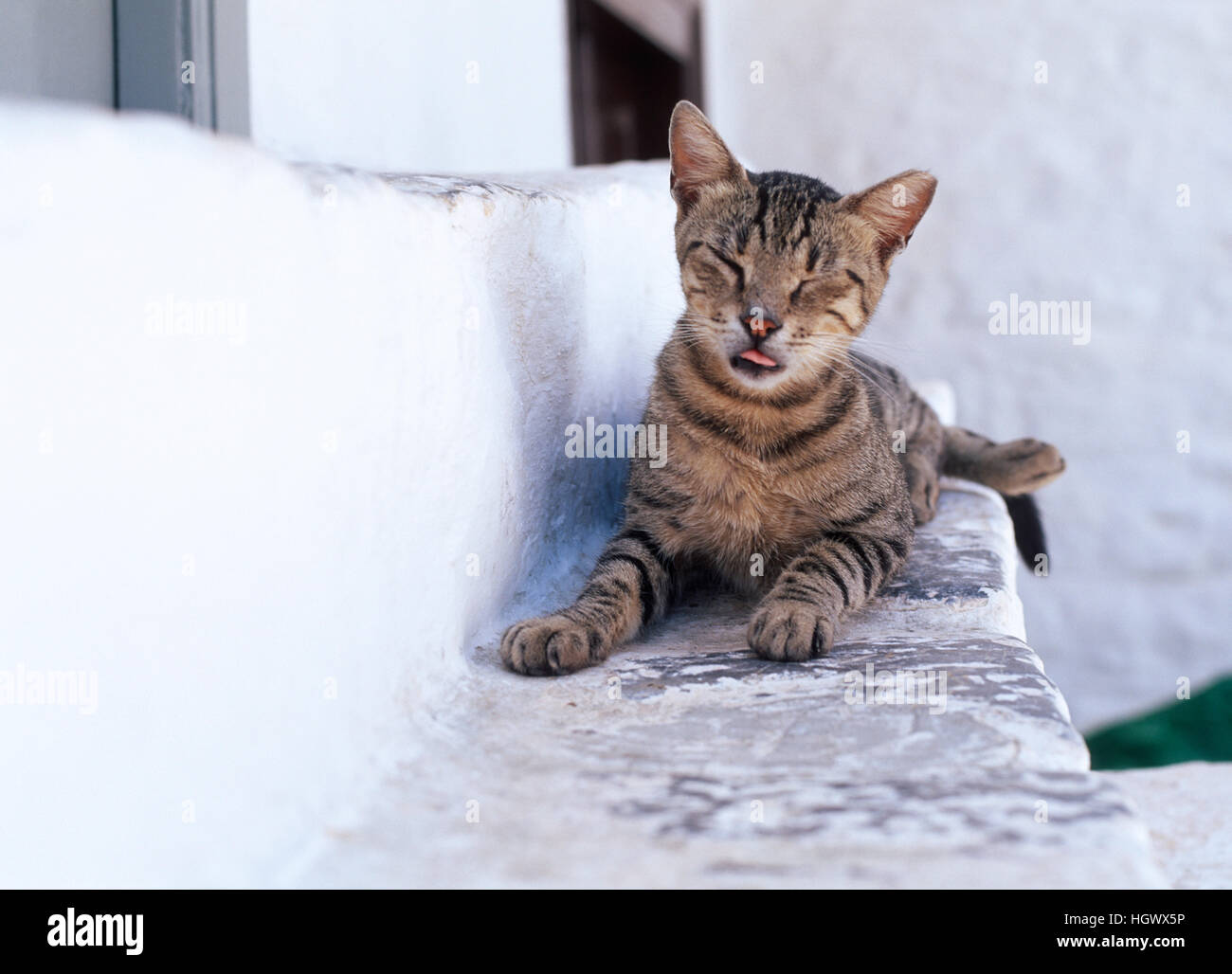 Contented cat on stairs, Hydra Island, Greece Stock Photo - Alamy