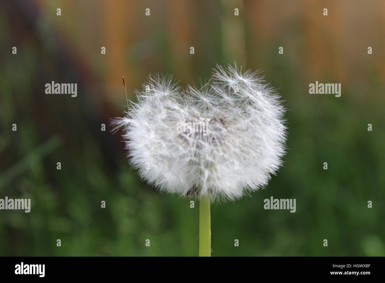 Dandelion blowing in the wind Stock Photo - Alamy