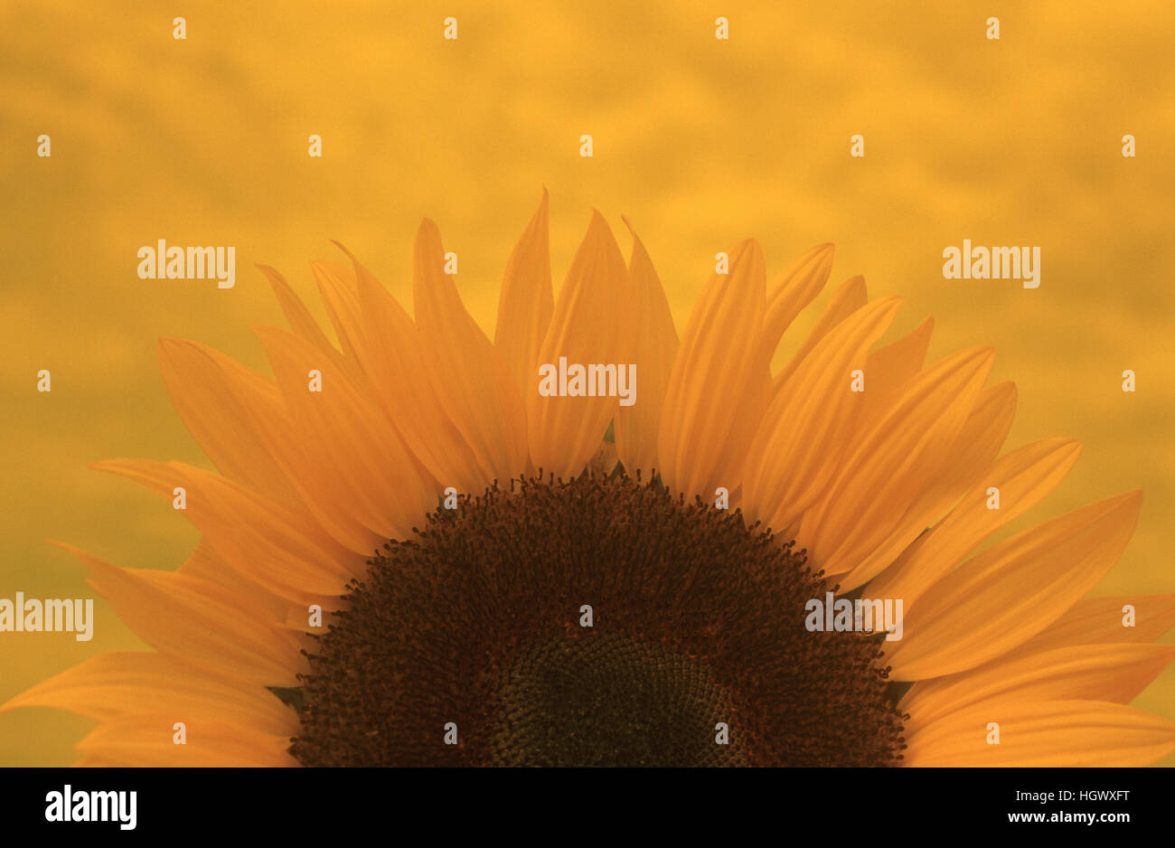 Sunflower half flower hi-res stock photography and images - Alamy