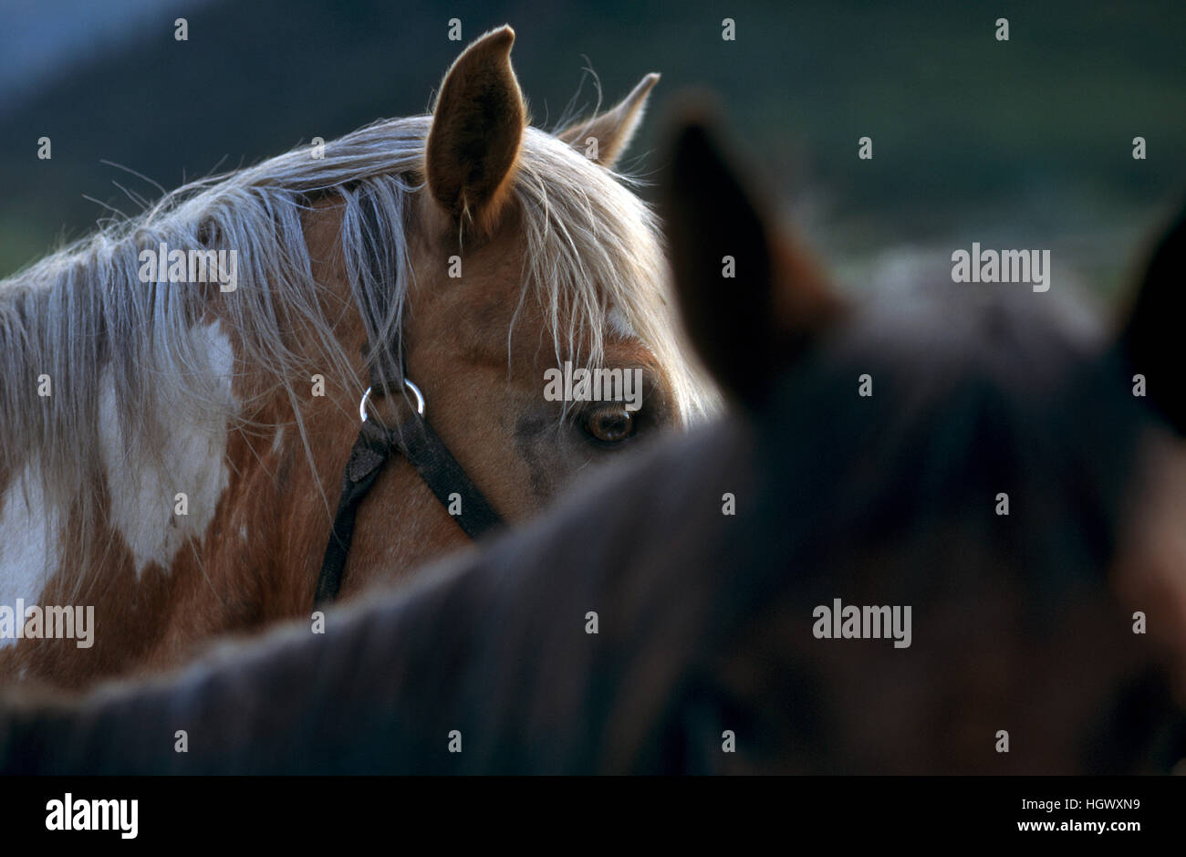 Mammal horses hi-res stock photography and images - Alamy
