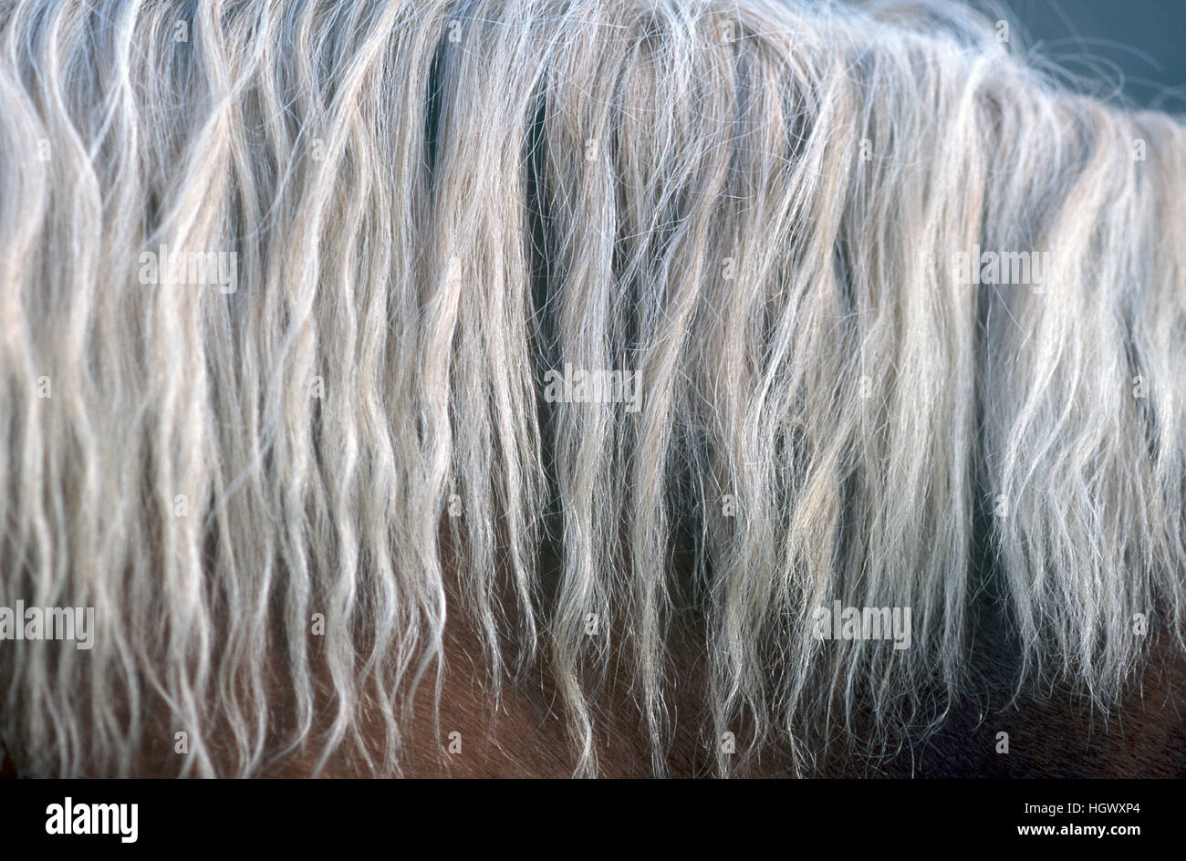 Hairy mane hi-res stock photography and images - Alamy