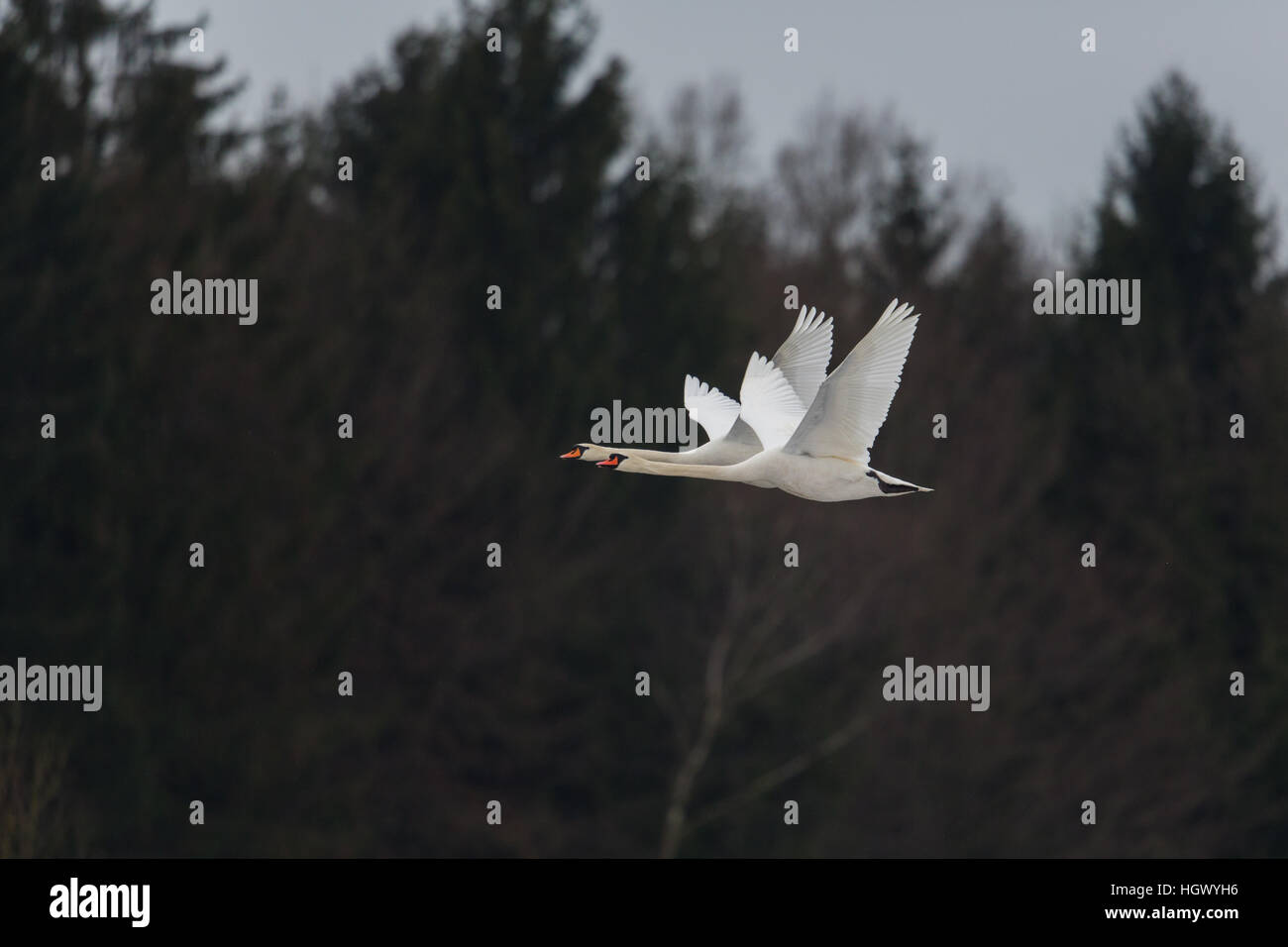 Parallel wings hi-res stock photography and images - Alamy