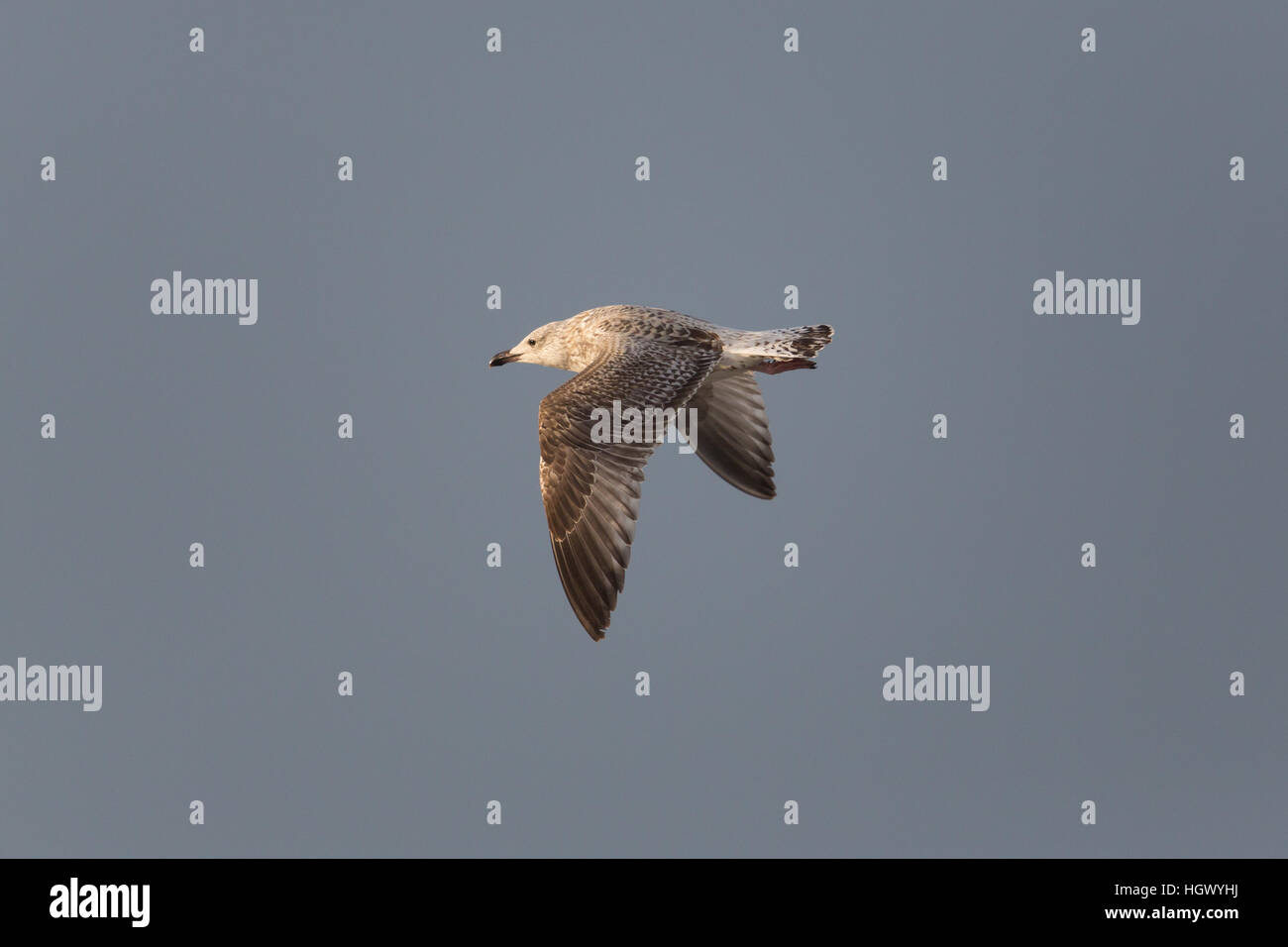isolated gull in flight Stock Photo - Alamy