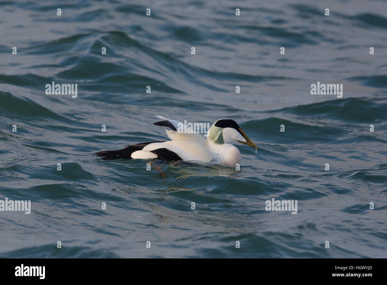 Male common eider duck swimming in blue sea Stock Photo - Alamy