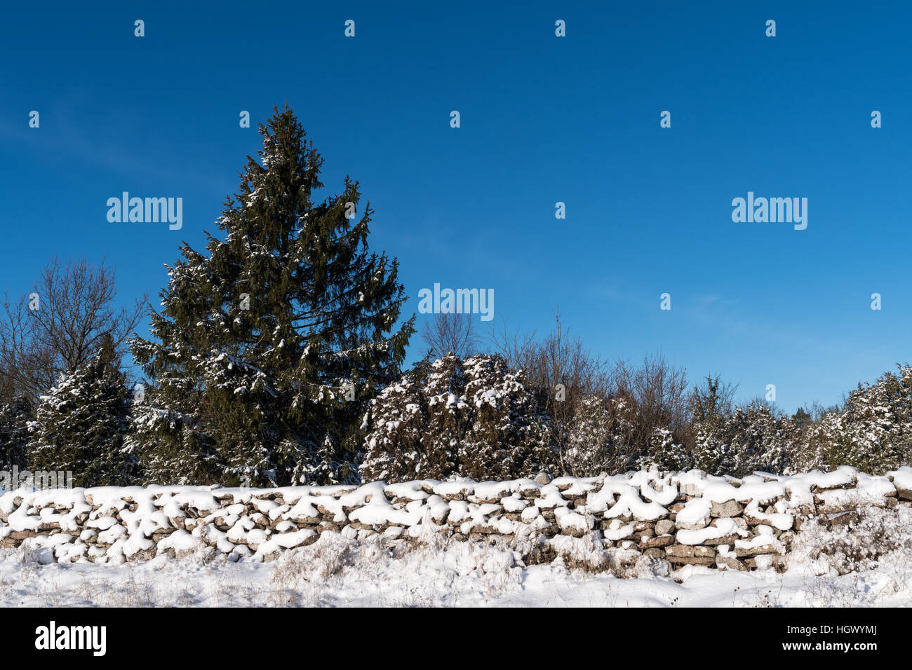 Landscape with a big spruce tree and a snow covered stone wall Stock ...