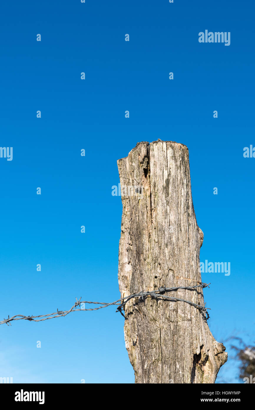 Detail of an old weathered fence post with barb wire by a clear blue ...