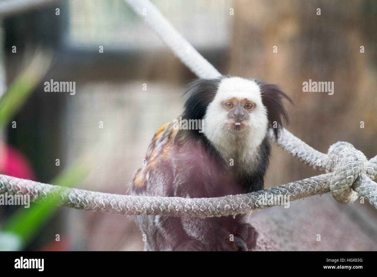 Cheeky animals hi-res stock photography and images - Alamy