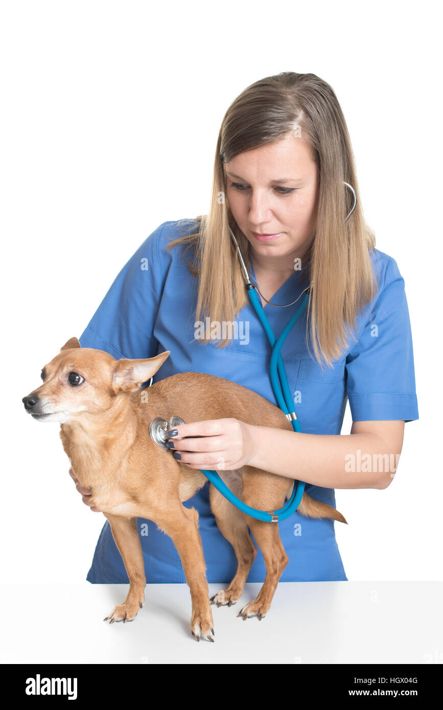 Young female vet examining dog by stethoscope Stock Photo - Alamy