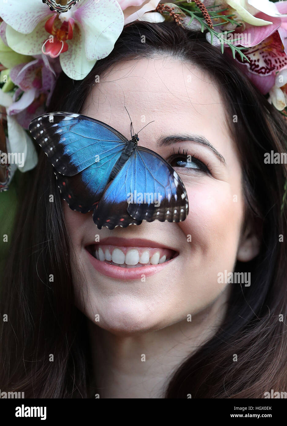 Model jessie may smart with blue morpho hi-res stock photography and ...