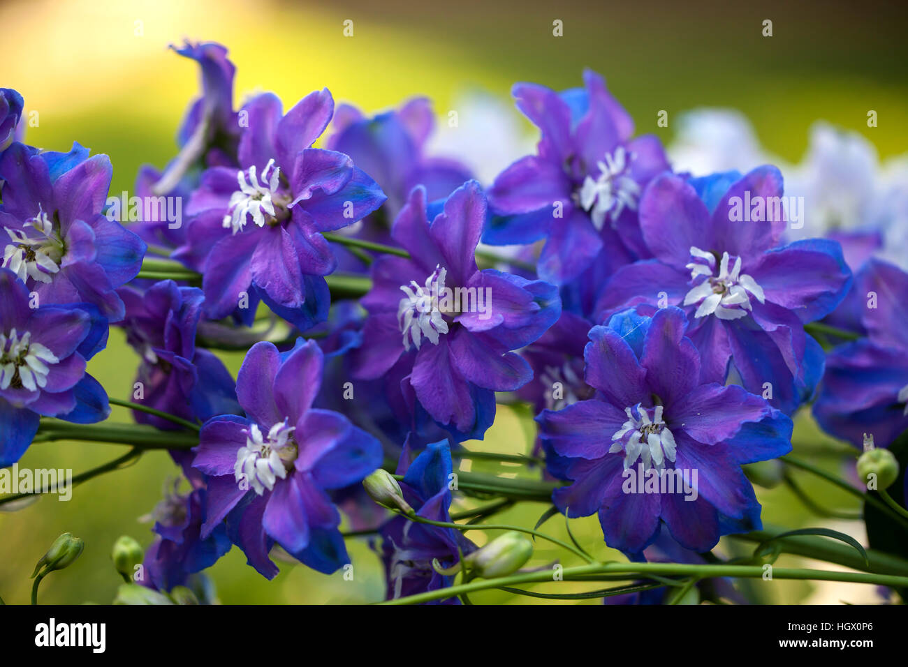 Purple Stock Flowers. Stocks are a delicate flower that can be both ...