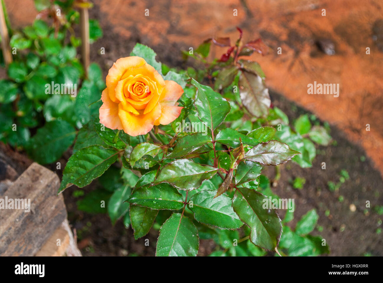 Orange rose photo hi-res stock photography and images - Alamy