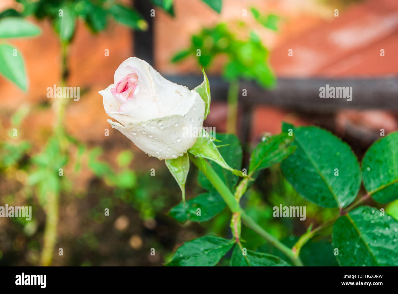 Pretty white rose hi-res stock photography and images - Alamy