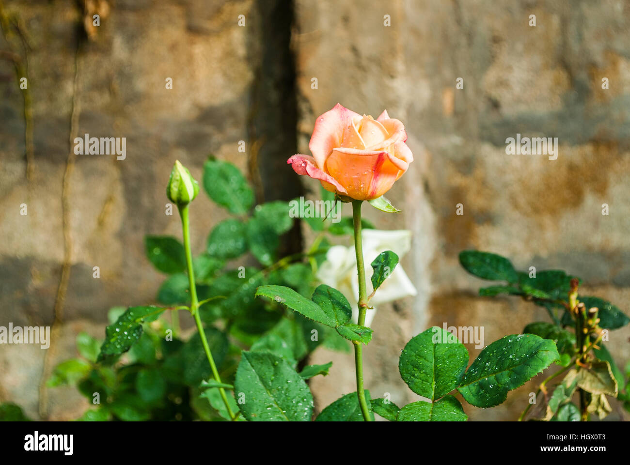 Close-up to Orange Pink Rose Stock Photo - Alamy