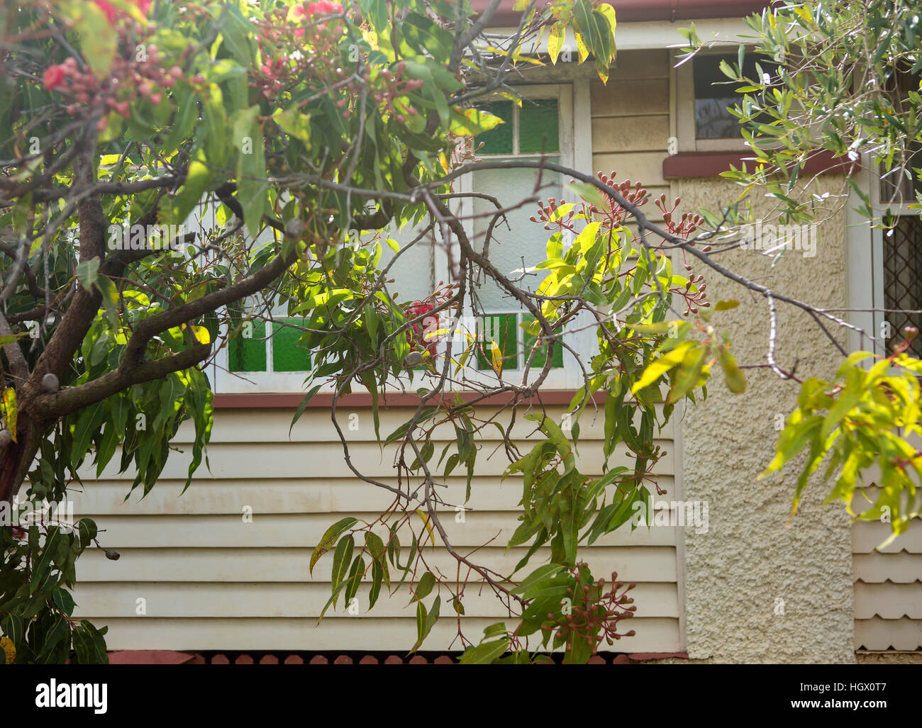 Queenslander House hidden by a Gum Tree. The houses of Queensland are a ...