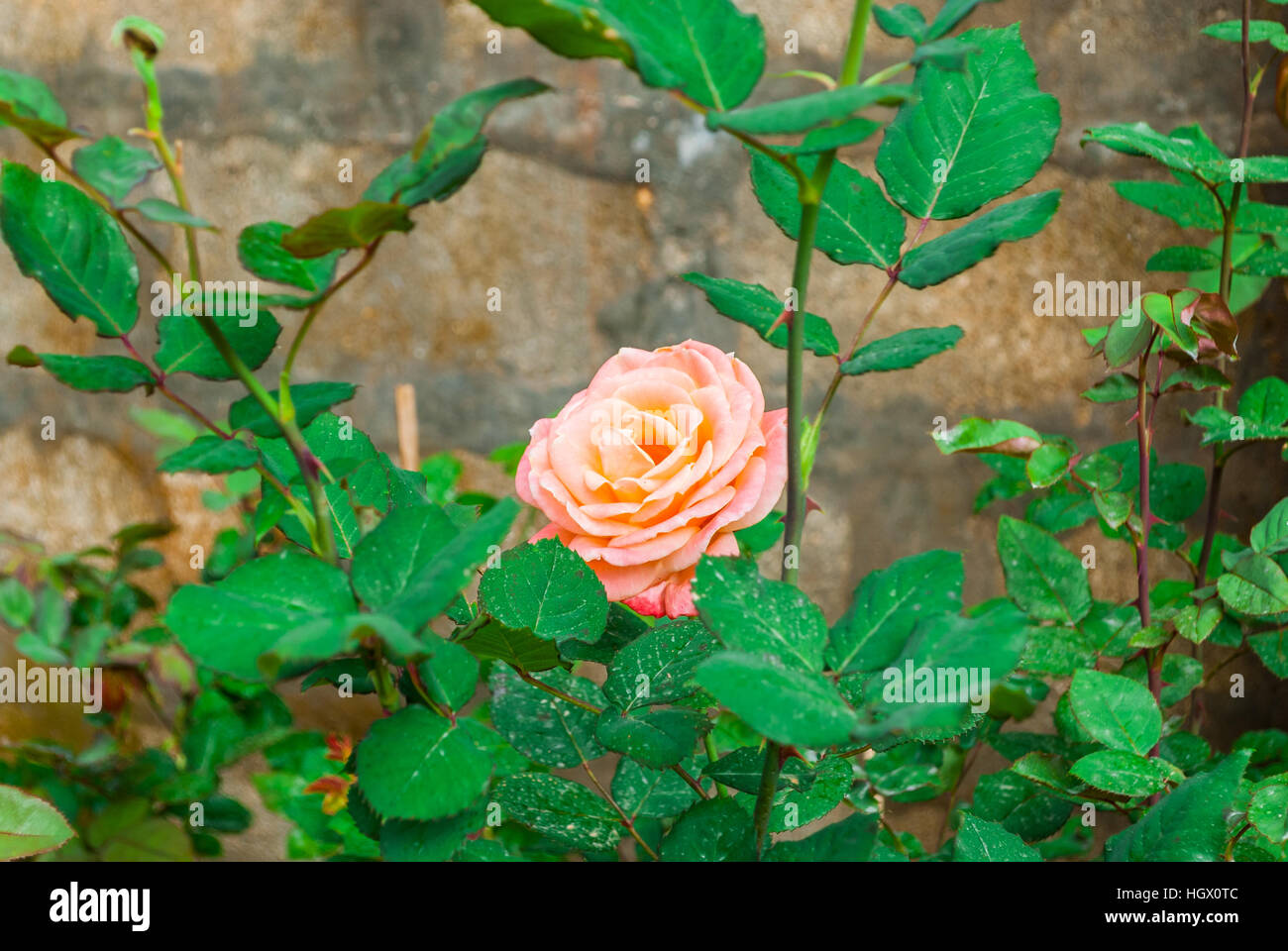 Close-up to Orange Pink Rose Stock Photo - Alamy