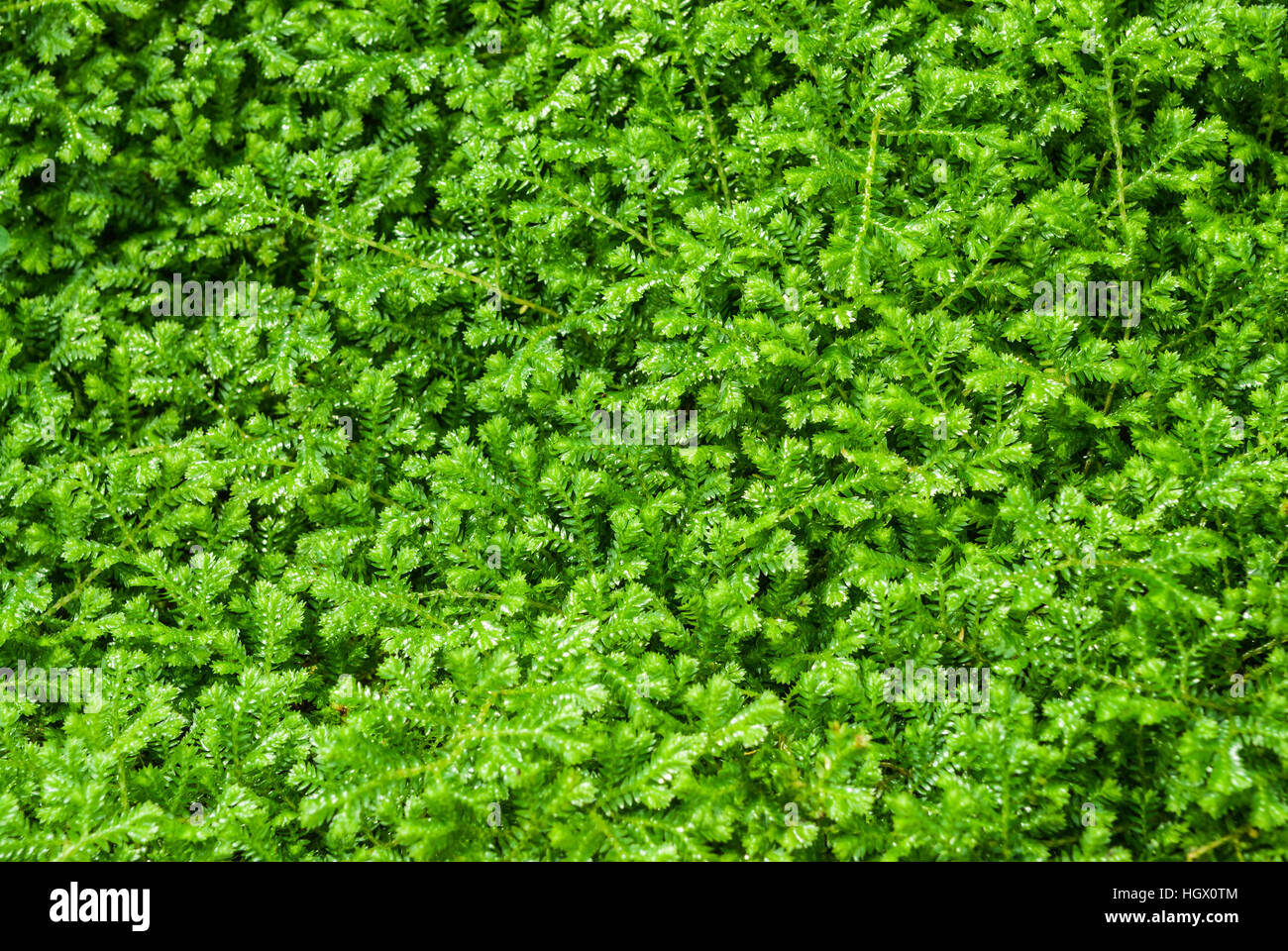 Small Green Plant Background/ Texture Stock Photo - Alamy