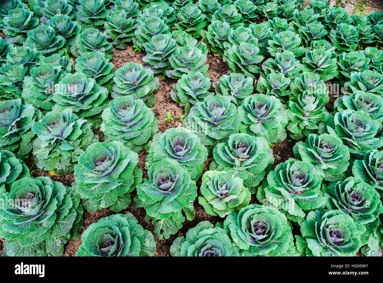 Cabbage rose hi-res stock photography and images - Alamy
