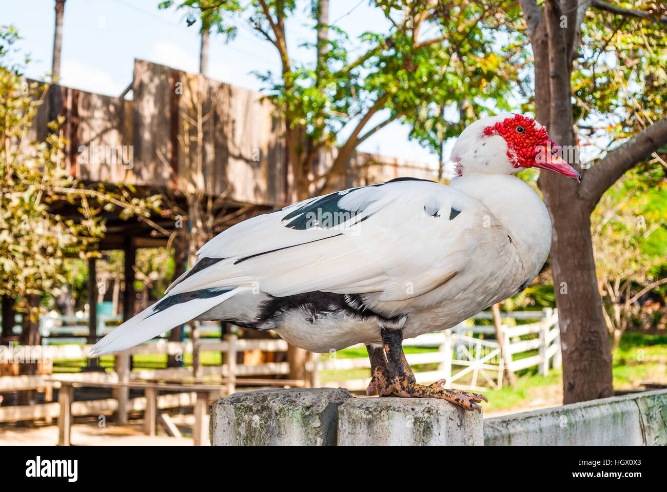 Close-up to Muscovy Duck in Farm Stock Photo - Alamy