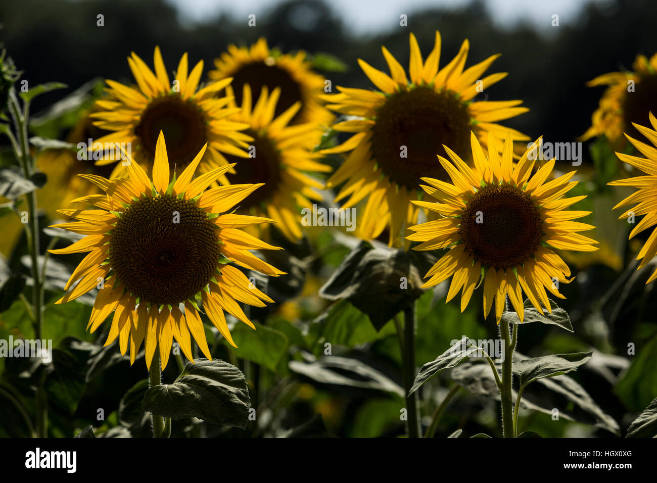 Backlit sunflowers hi-res stock photography and images - Alamy