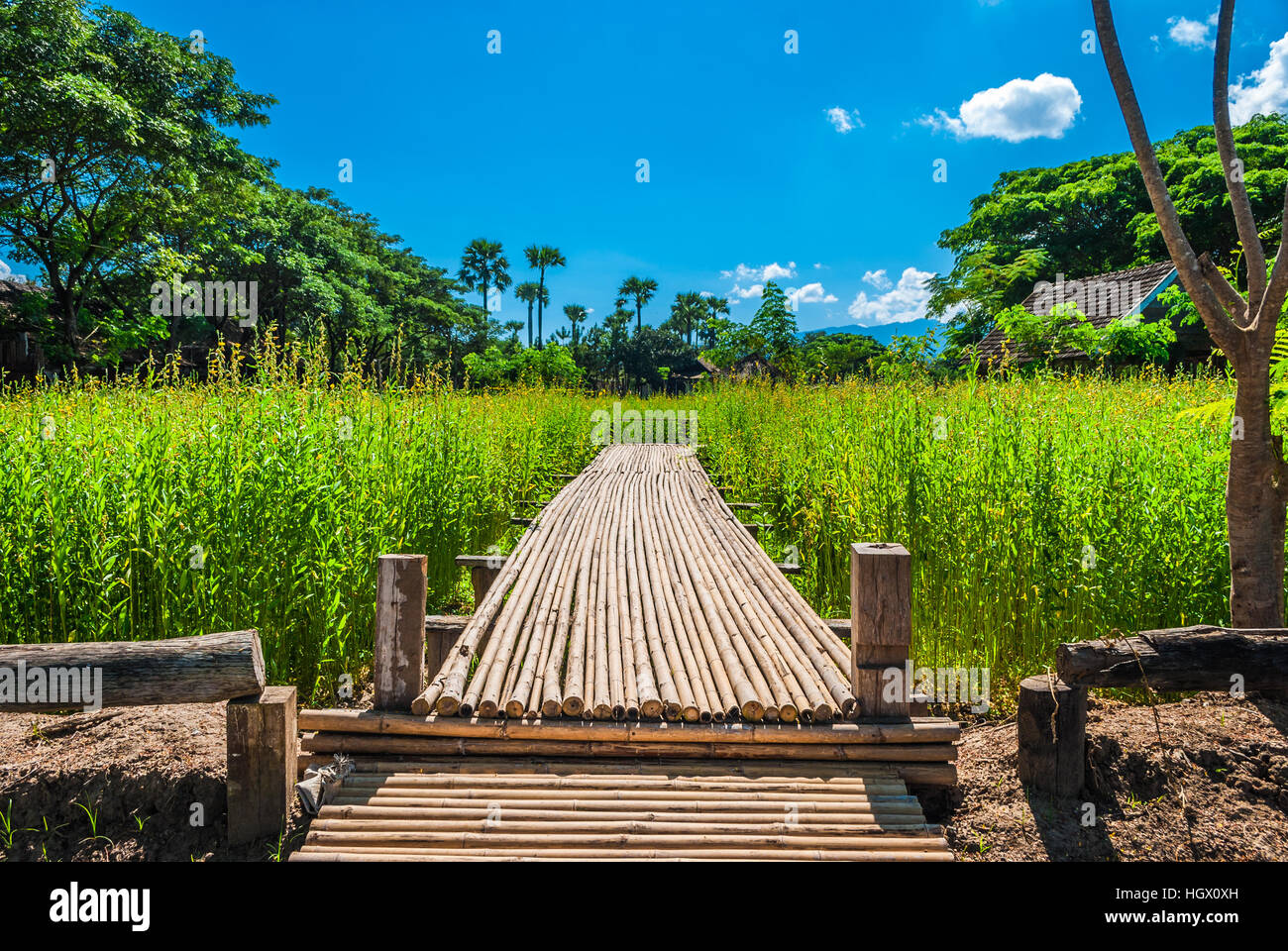 Bamboo Way on Field in Countryside of Thailand Stock Photo - Alamy