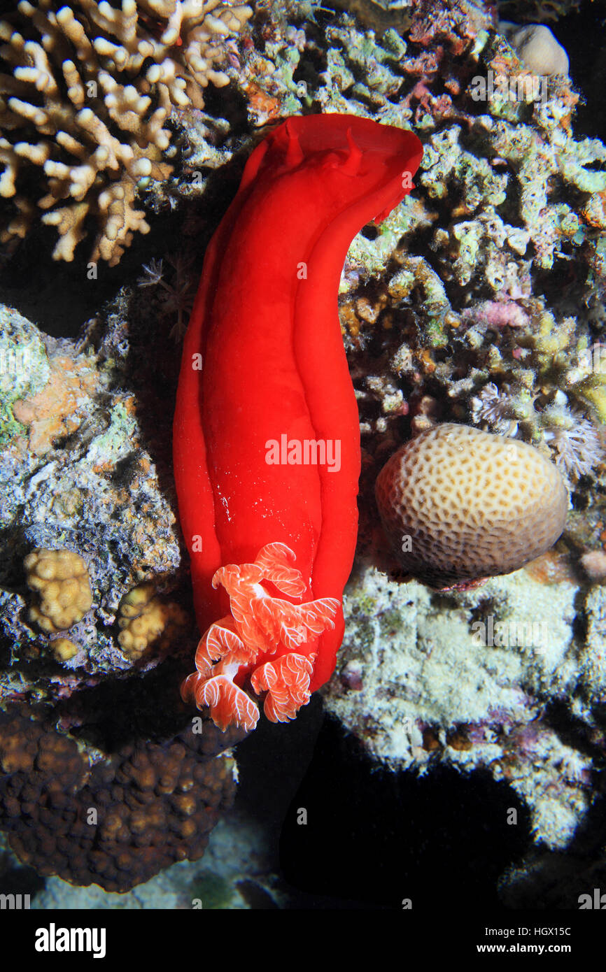 Spanish Dancer Slug High Resolution Stock Photography and Images - Alamy