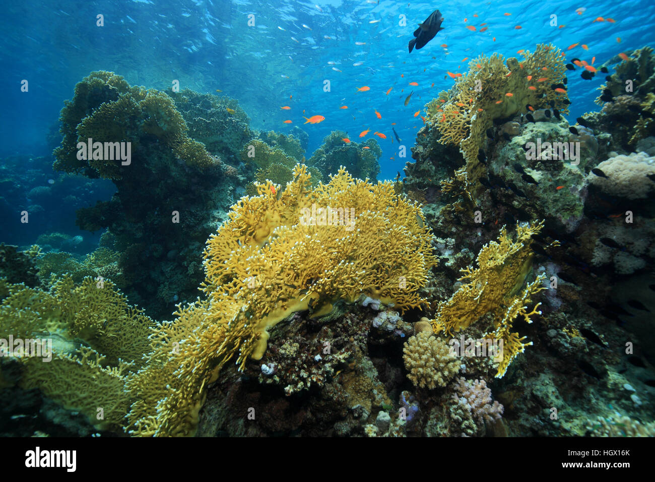 Fire coral (Millepora dichotoma) underwater in the coral reef Stock ...