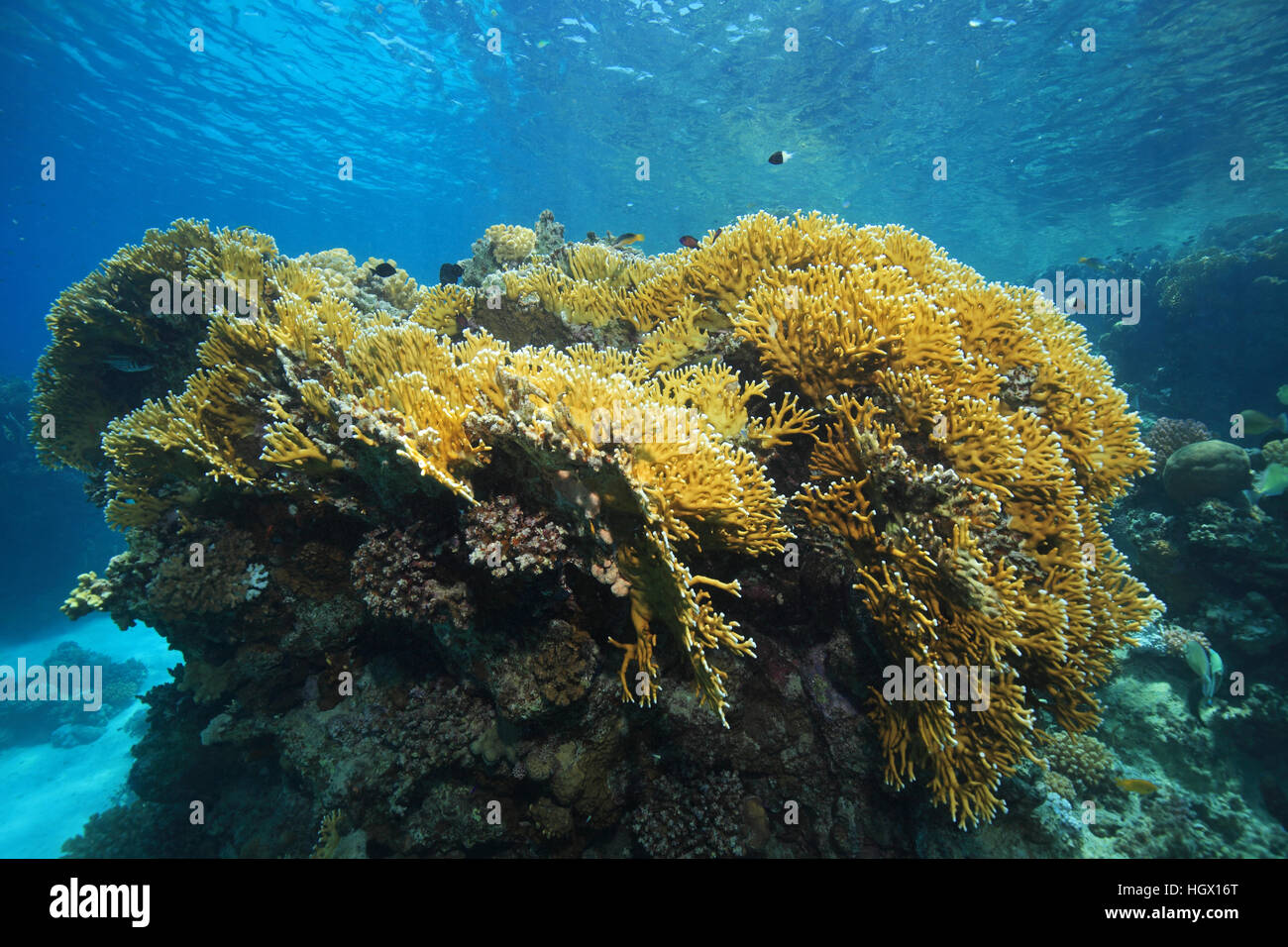 Fire coral (Millepora dichotoma) underwater in the coral reef Stock ...