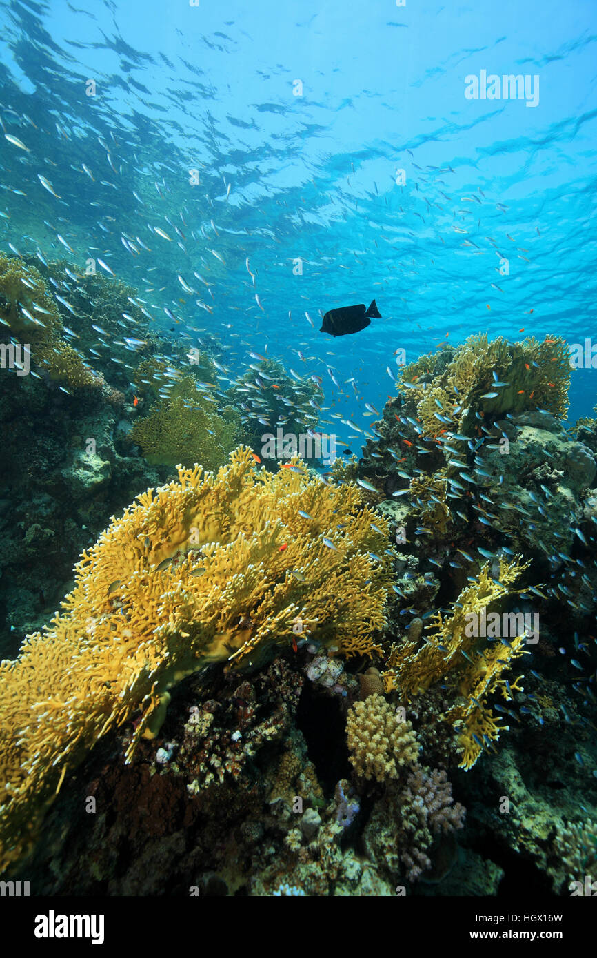 Fire coral (Millepora dichotoma) underwater in the coral reef Stock ...