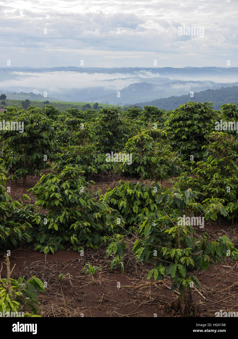 Brazil coffee plantation hi-res stock photography and images - Alamy