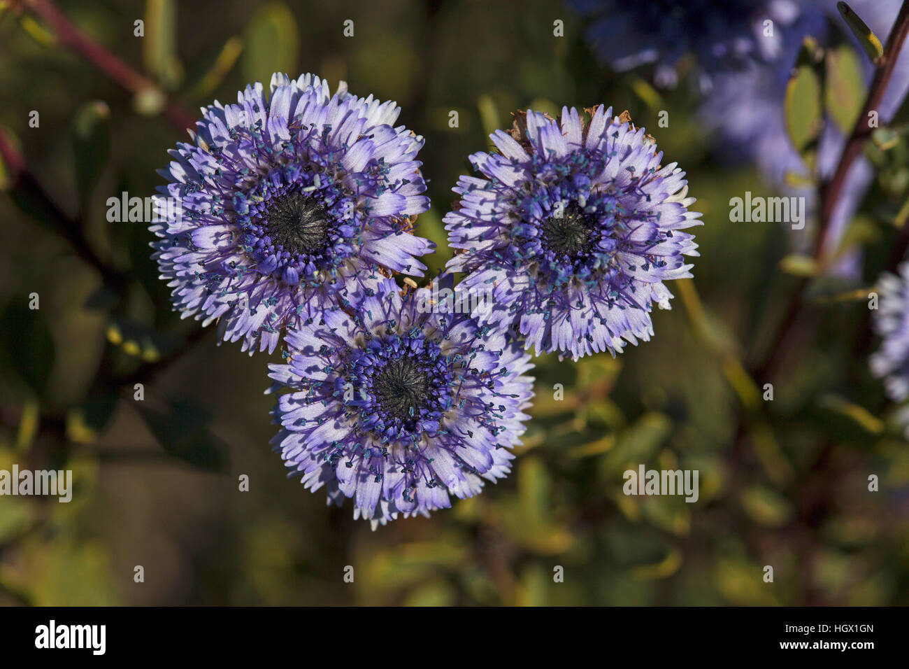 Shrubby plants hi-res stock photography and images - Alamy