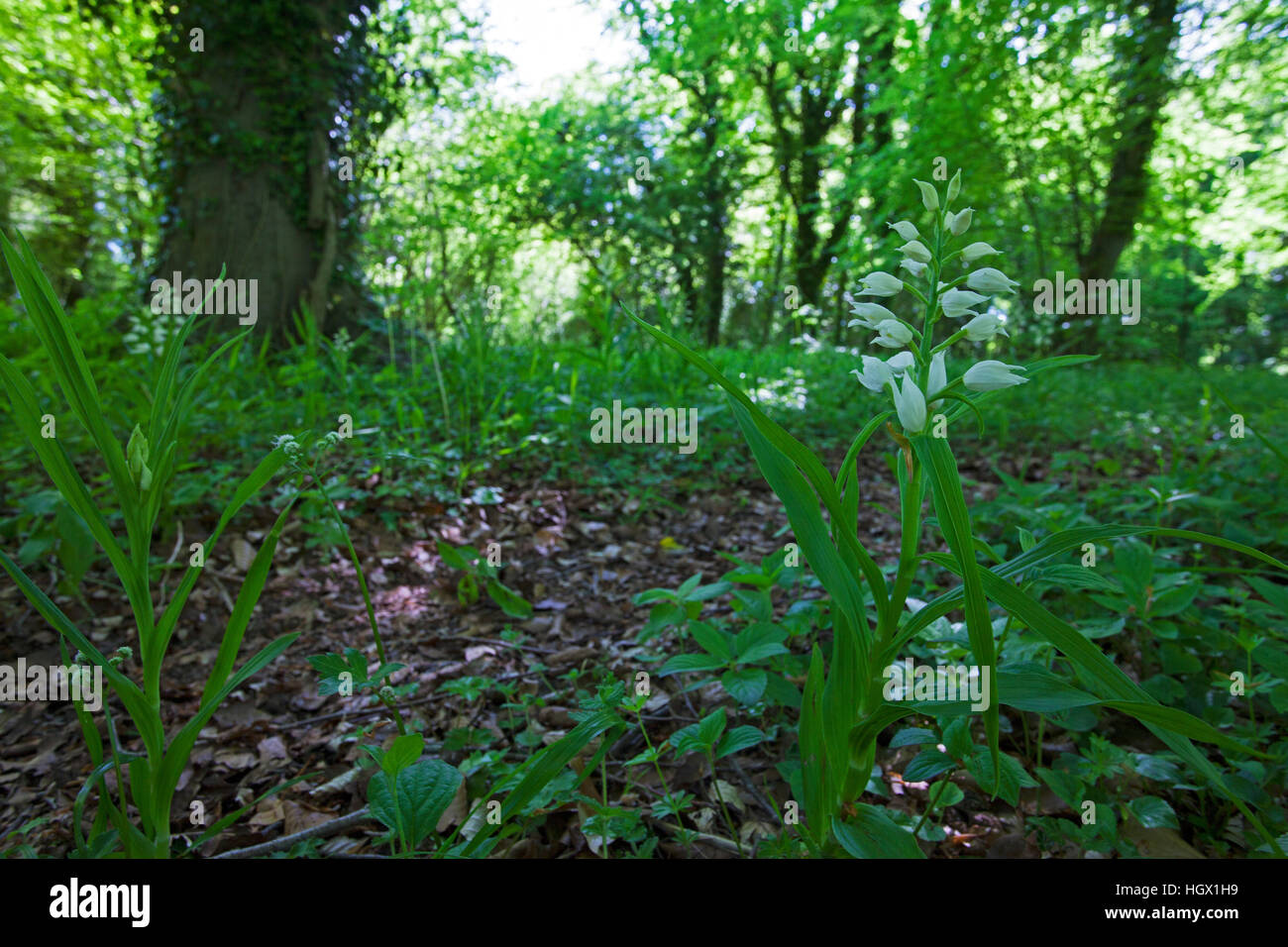 Narrow-leaved helleborine Cephalanthera longifolia in mixed woodland ...