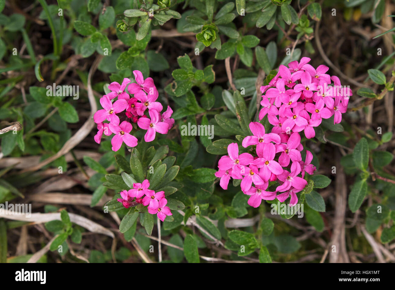 Garland flower Daphne cneorum Haut Plateau Reserve Vercors Regional ...