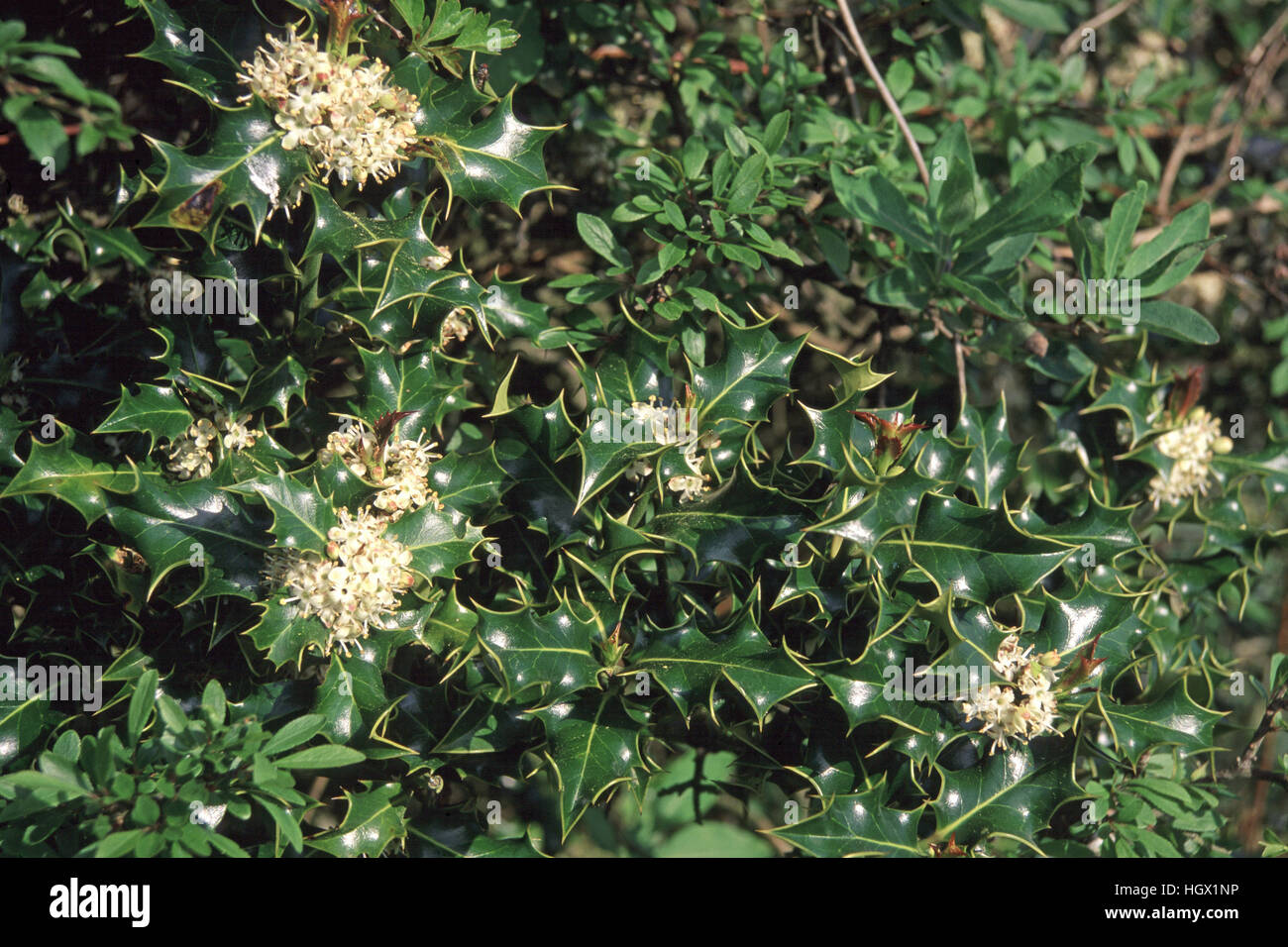 Holly Ilex aquifolium in flower Stock Photo - Alamy