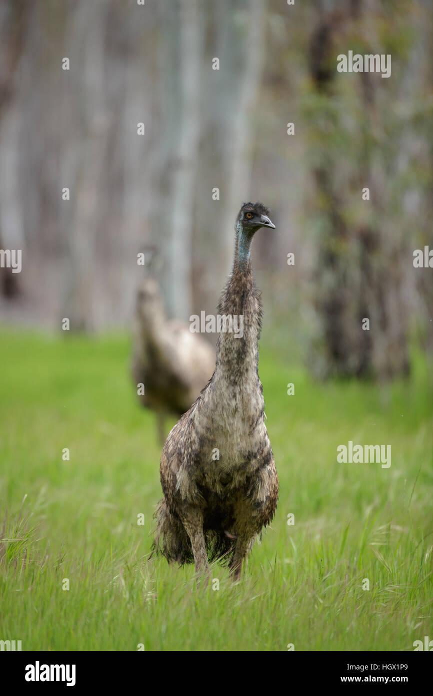 Emu (Dromaius novaehollandiae) - Australia Stock Photo - Alamy