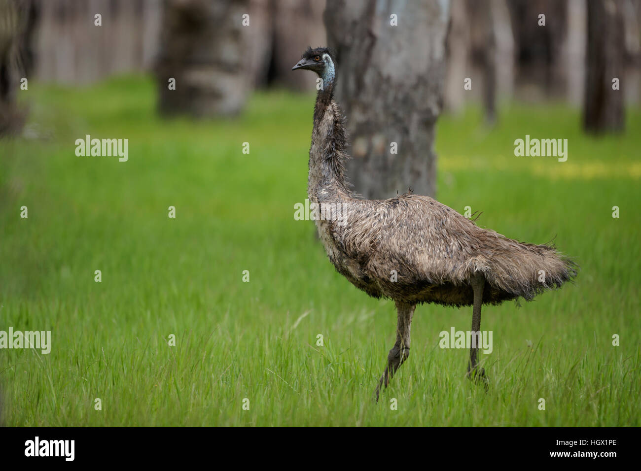 Emu (Dromaius novaehollandiae) - Australia Stock Photo - Alamy