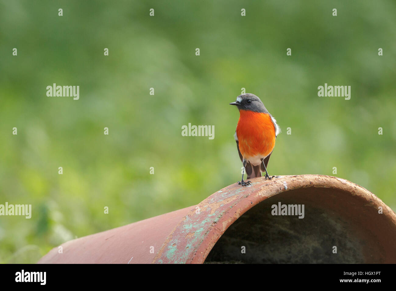 Male Flame Robin (petroica phoenicea) - Australia Stock Photo - Alamy