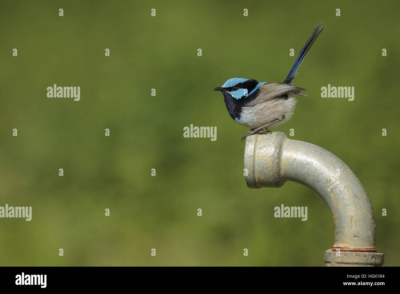 Male Superb Fairy Wren (Blue Wren) - Australia Stock Photo - Alamy